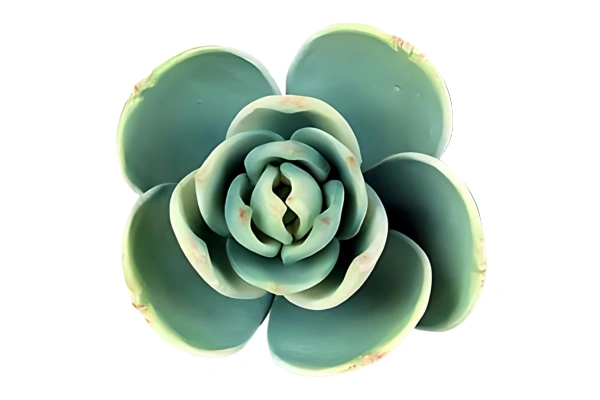 DISC Small Succulent - Green SWEET SUGAR FLOWERS | My Dream Cake